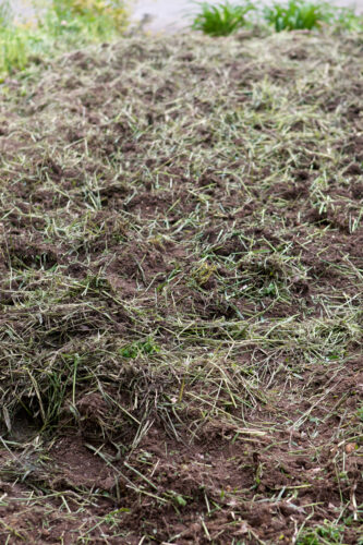 Improve Soil With Cover Crops for Gardens - Grit